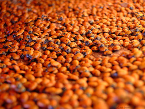 Ladybugs & Black Seeds – Mountain Photographer : a journal by Jack Brauer